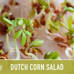 Corn Salad, Dutch, Mache Heirloom Seeds - Fresh Salad, Hardy Annual ...