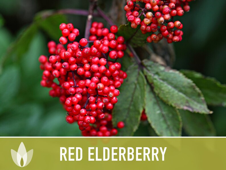 Red Elderberry Seeds - Heirloom, Open Pollinated, Non-gmo - Etsy