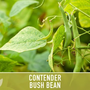 Contender Bush Bean Heirloom Seeds - Etsy