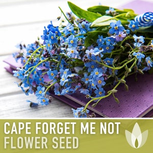 Cape Forget Me Not - 100 Seeds - Heirloom Flower Seeds, Blue Angel ...