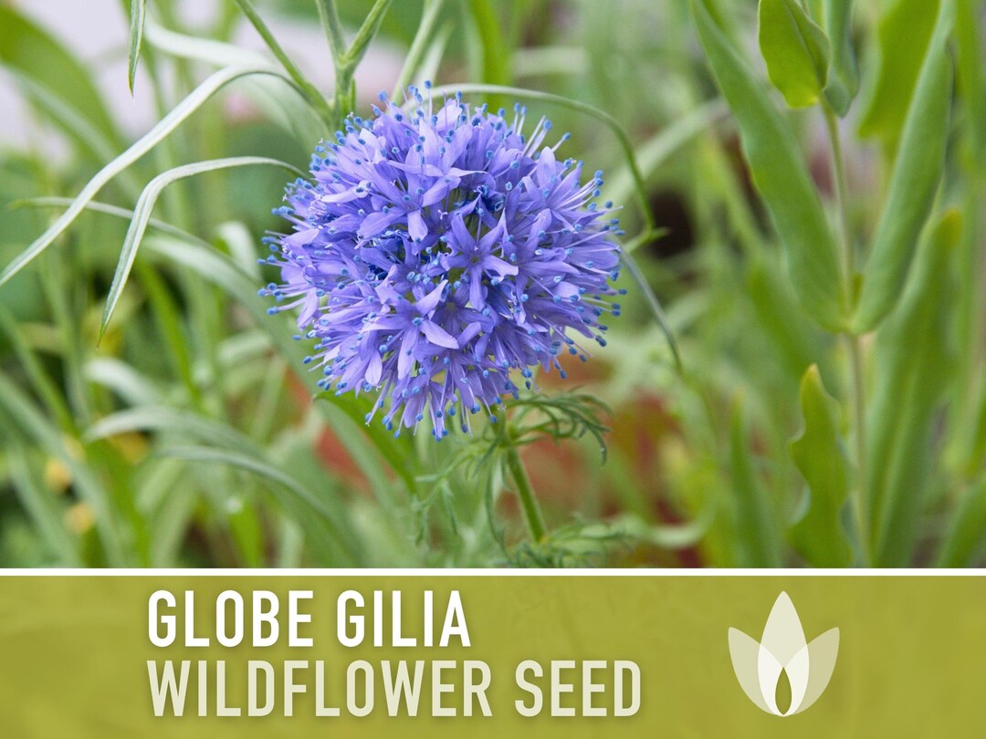 Globe Gilia Flower Seeds - Thimble Flower, Heirloom, Native Wildflower ...