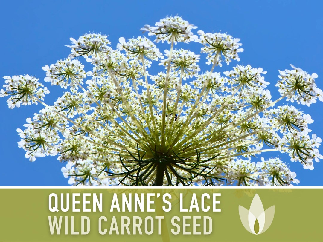 Queen Anne's Lace Seeds - Heirloom Daucus Carota, Pollinator Friendly ...