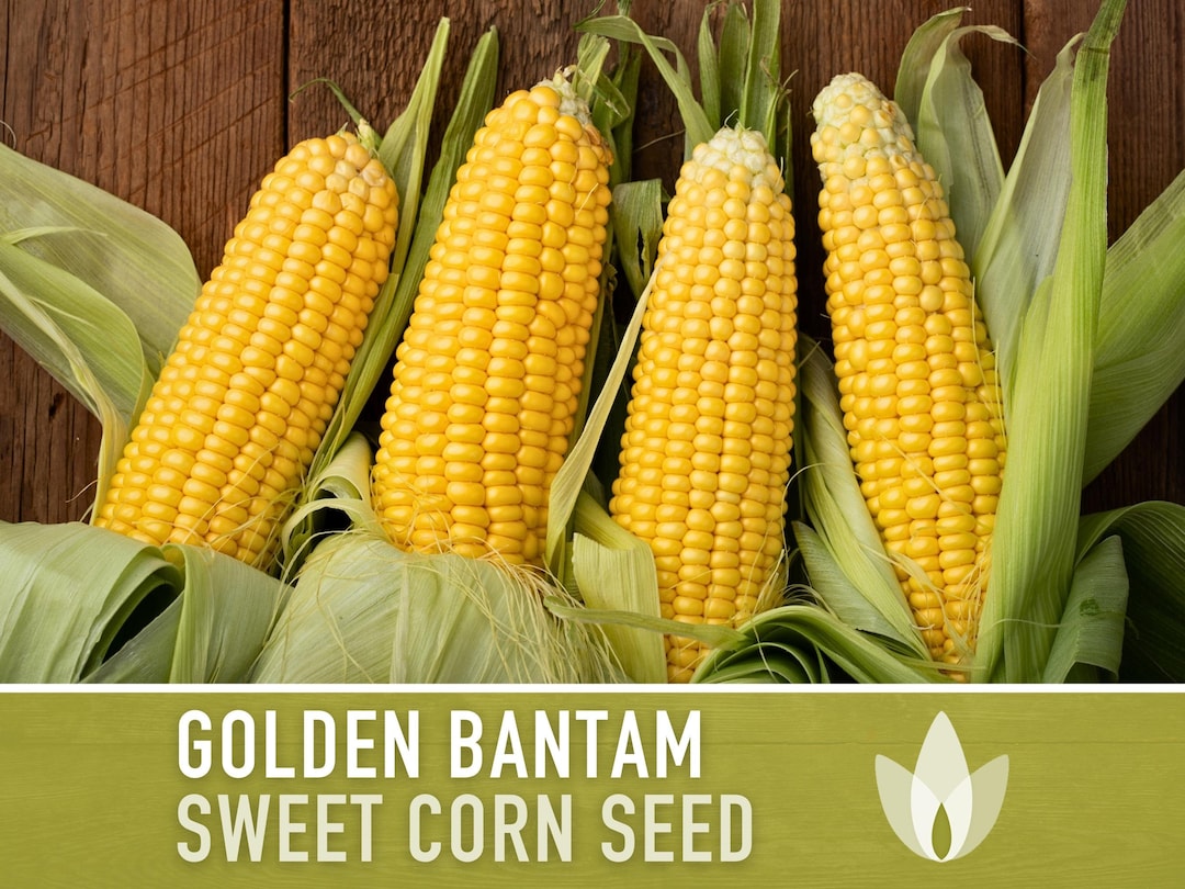 Golden Bantam 8-row Sweet Corn Seeds - Heirloom Corn, Early Harvest ...