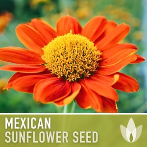 Mexican (torch) Sunflower Seeds - Heirloom Seeds, Torch Sunflower, AAS Winner, Heat Loving ...