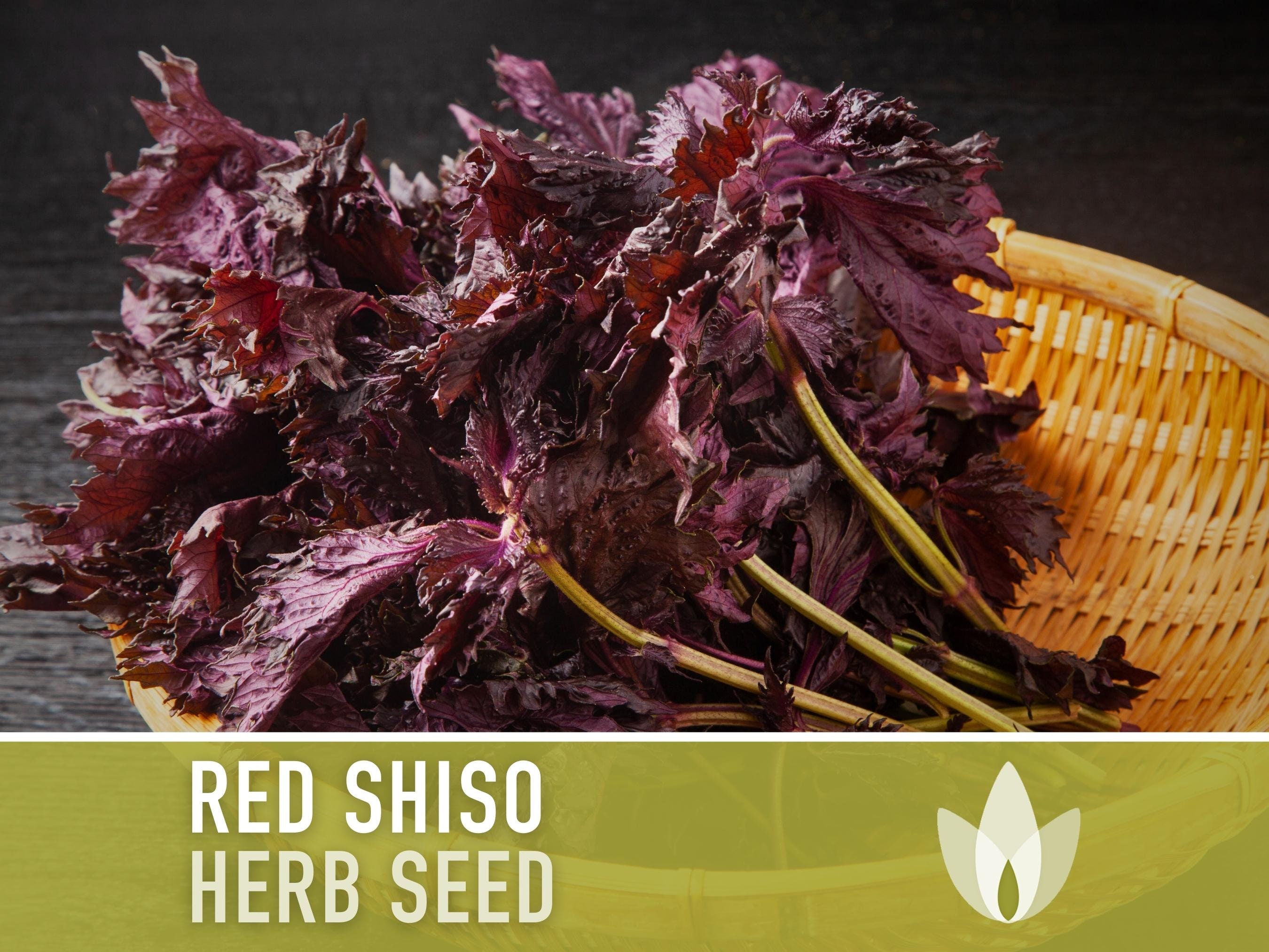 Red Shiso Leaves