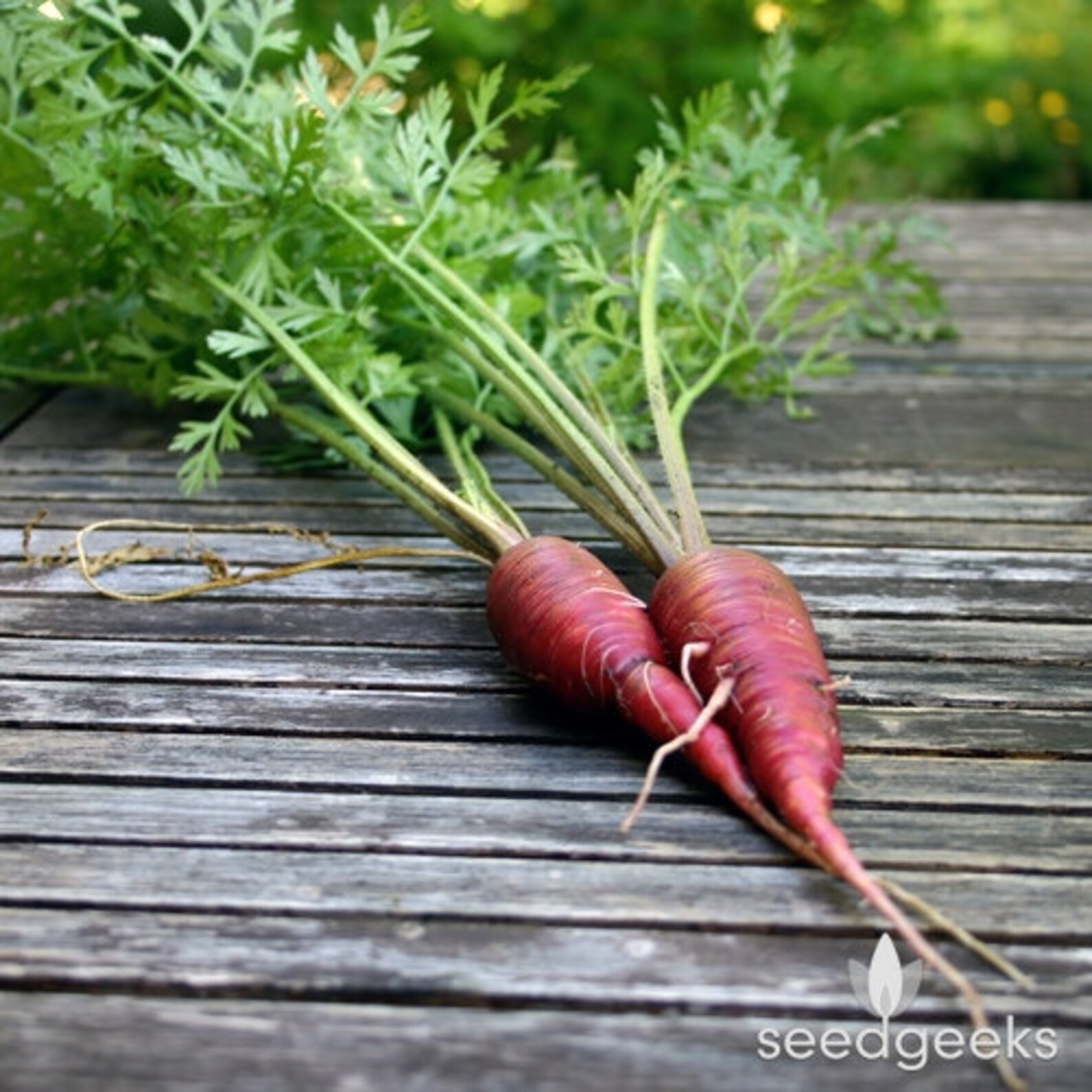 Cosmic Purple Carrot Heirloom Seeds - Etsy