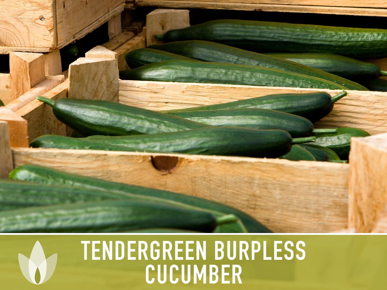 Tendergreen Burpless Cucumber Seeds - Heirloom Seeds, Heavy Yield ...