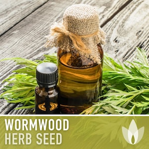 Wormwood Herb Seeds - Heirloom Seeds, Medicinal Herb, Tinctures, Herbal ...
