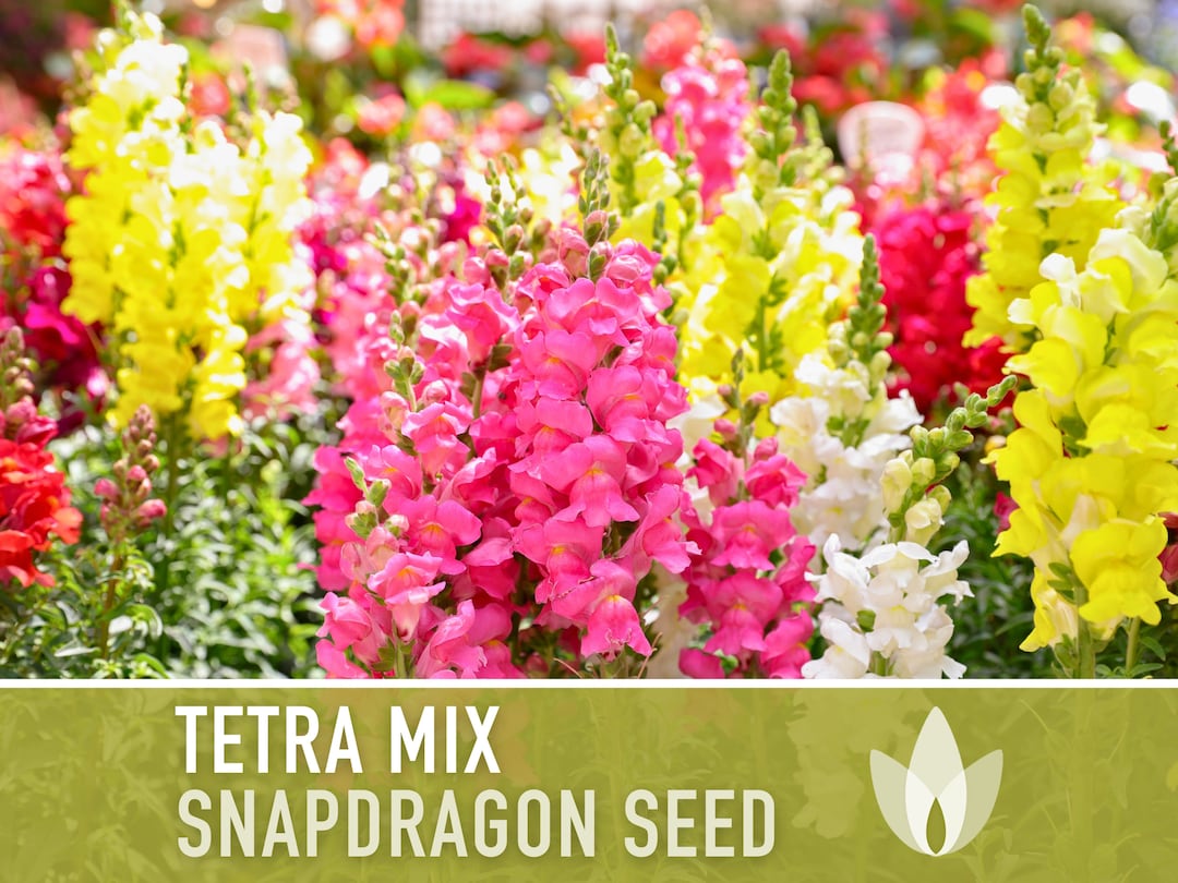 Tetra Mix Snapdragon Seeds, Heirloom Cut Flowers (100 Seeds) - Etsy
