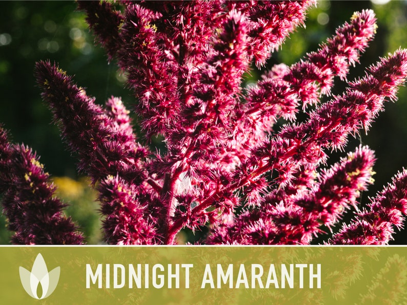 Midnight Red Amaranth Seeds Heirloom Seeds Salad Greens - Etsy