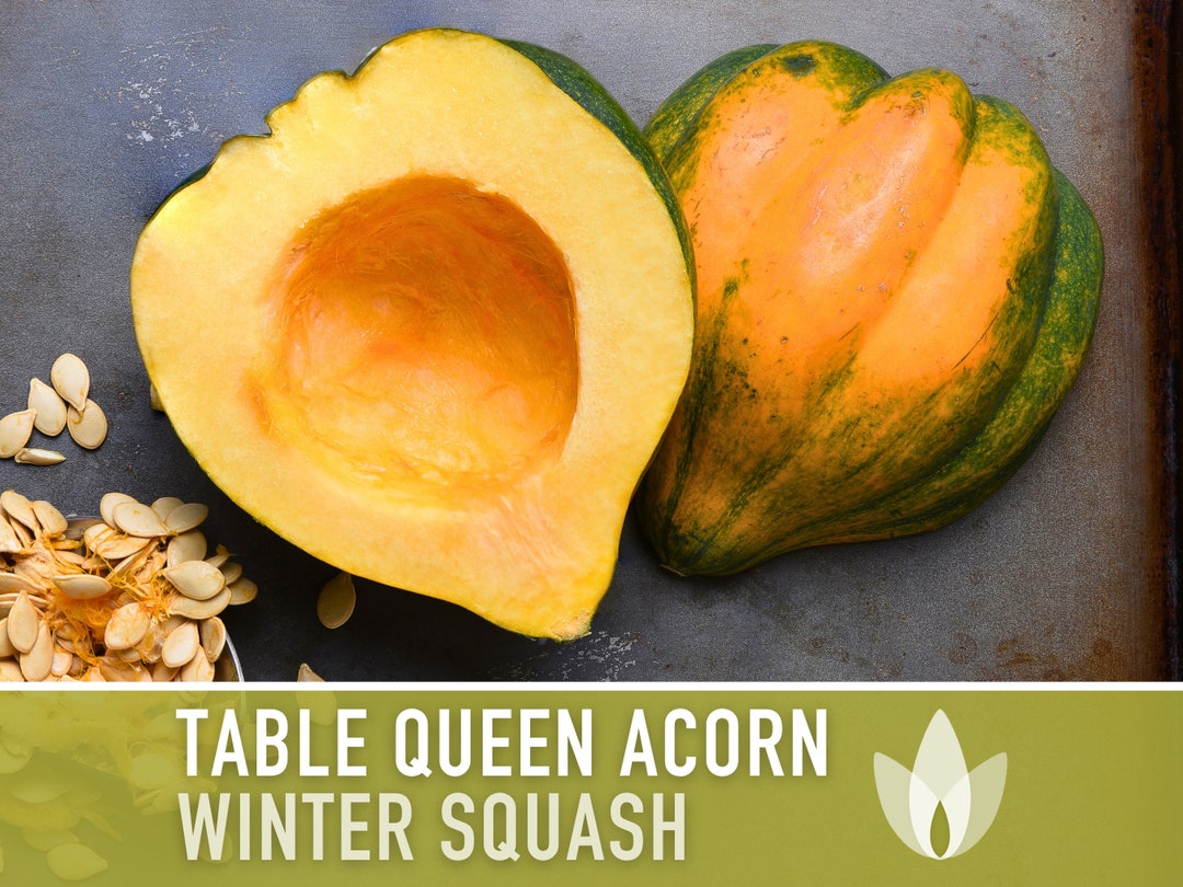 Table Queen Acorn Winter Squash Heirloom Seeds - Short Season, Buttery ...