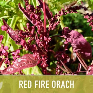 Red Fire Orach Seeds - Heirloom Seeds, French Spinach, Garden Orach ...