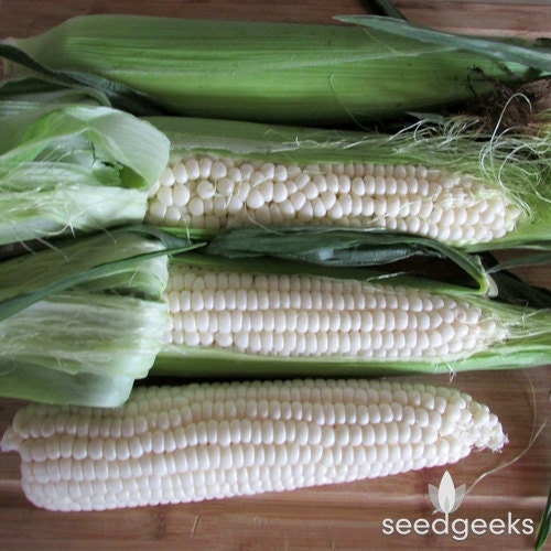 Country Gentleman Sweet Corn Heirloom Seeds - Etsy