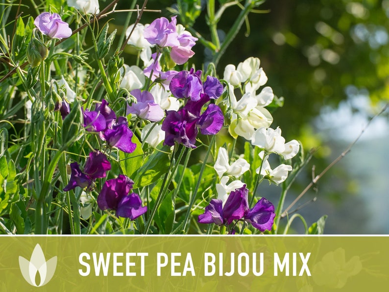 Sweet Pea, Bijou Dwarf Flower Mix Seeds - Heirloom Seeds, Ornamental ...