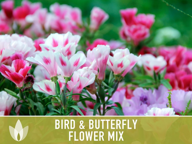 Bird & Butterfly Wildflower Seed Mix – Non GMO, Open Pollinated - Etsy