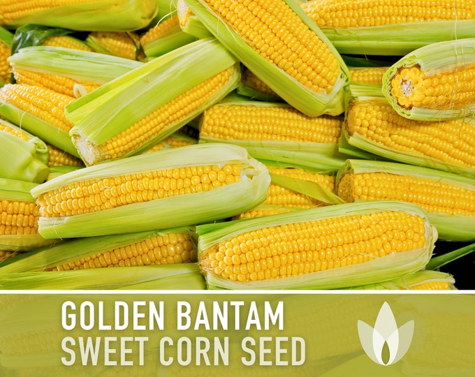 Candy Striped Corn, Zea Mays Japonica, 20 Seeds, Rare Japanese Heirloom ...