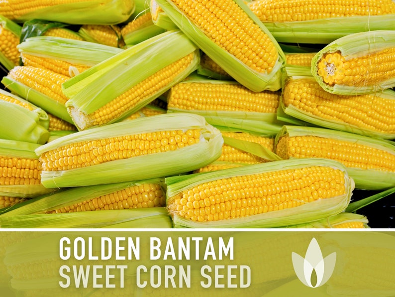 Golden Bantam Sweet Corn Seeds | 50+ Seeds, Non-gmo, Open Pollinated ...