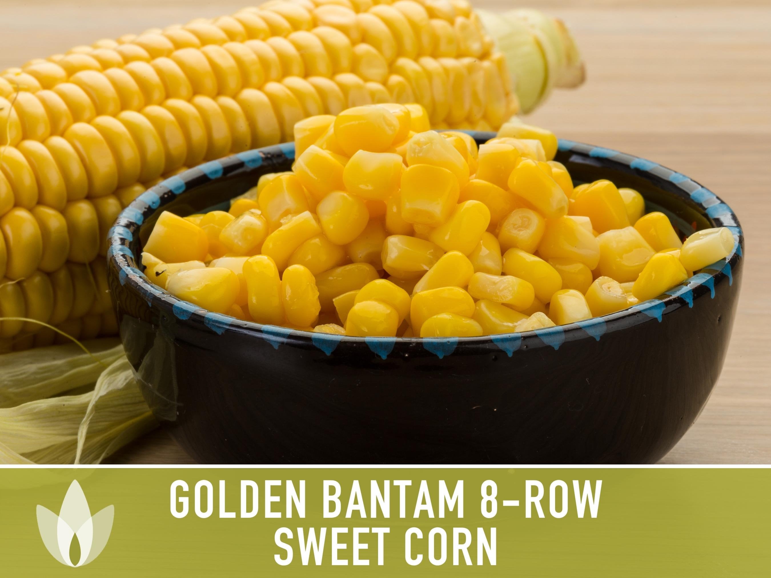 Golden Bantam 8-row Sweet Corn Heirloom Seeds - Etsy