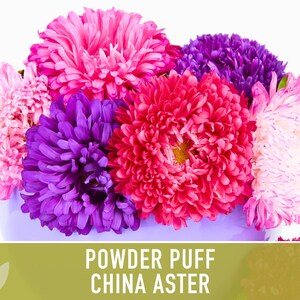 Aster, Powder Puff Flower Seeds - Heirloom Seeds, China Aster, Fluffy ...