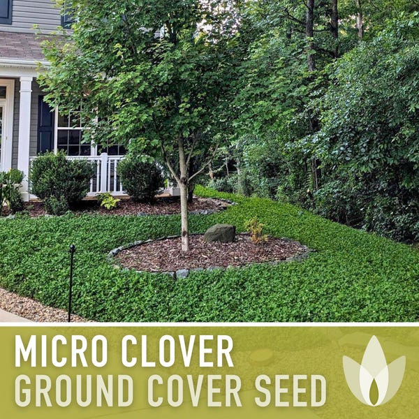 Ground Cover for Shade - Etsy