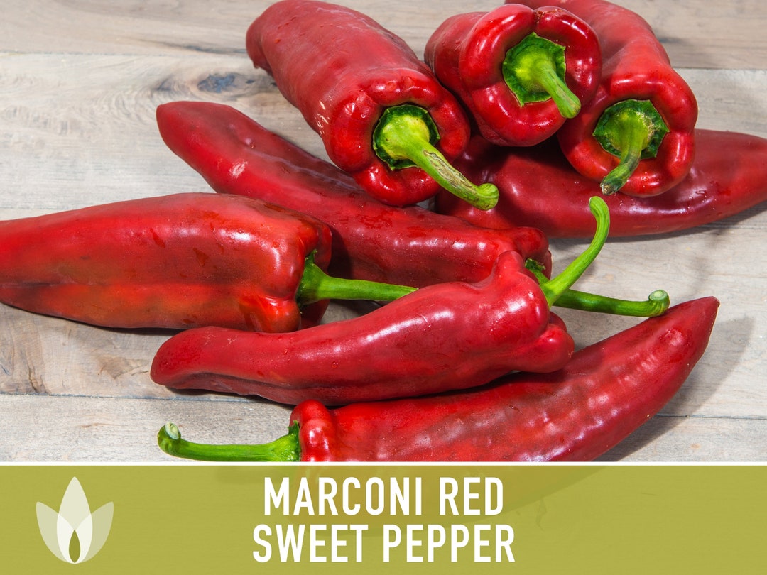 Marconi Red Sweet Pepper Heirloom Seeds - Etsy