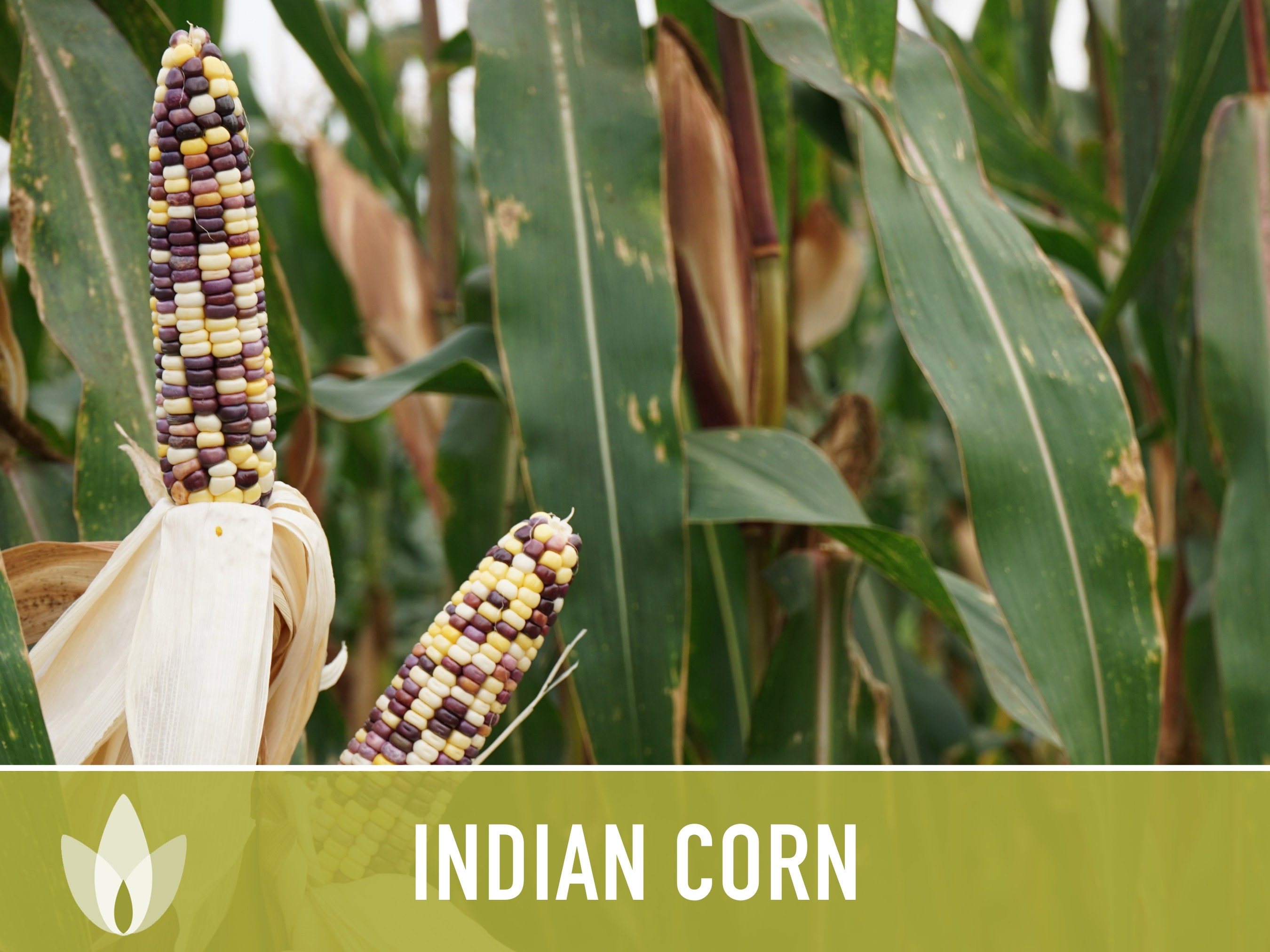 Indian Corn Stalk