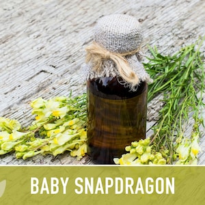 Baby Snapdragon (toadflax) Flower Seeds - Heirloom Seeds, Spurred ...