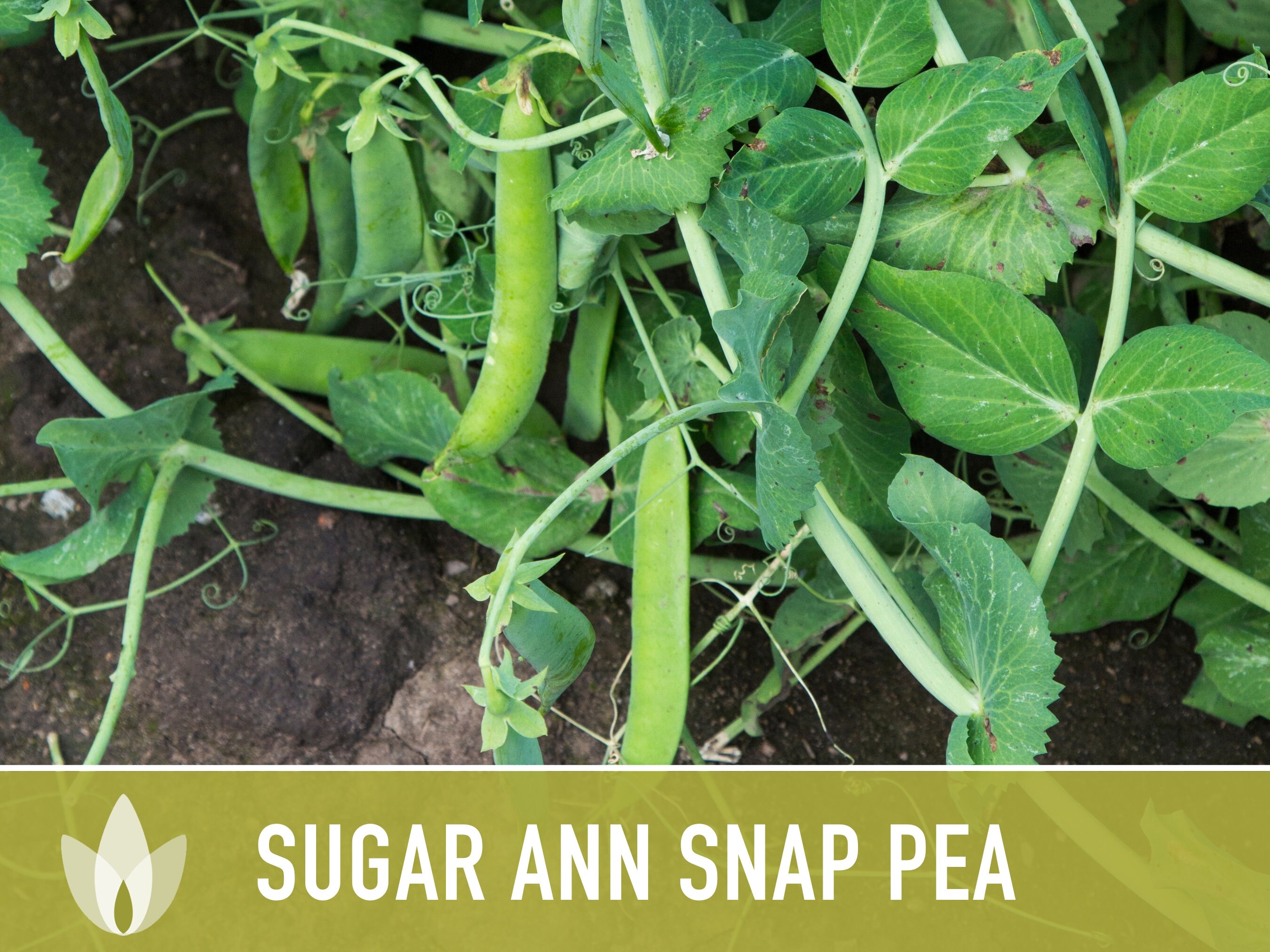 Sugar Ann Snap Pea Heirloom Seeds - Etsy