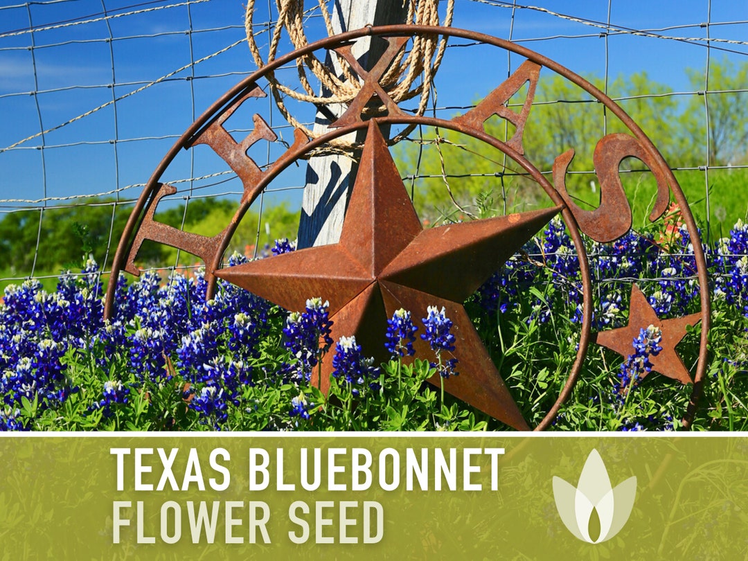 Texas Bluebonnet Flower Seeds - Heirloom Seeds, Texas State Flower ...