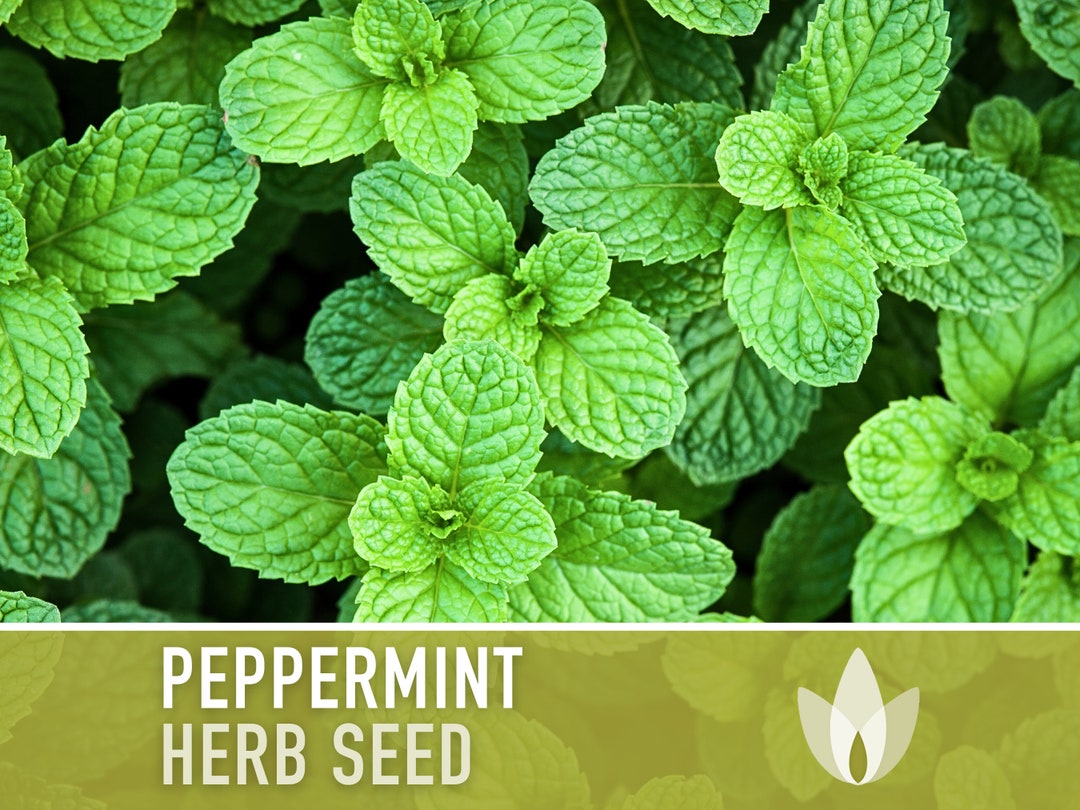 Peppermint Seeds - Heirloom Seeds, Medicinal Herb Seeds, Culinary Herb ...