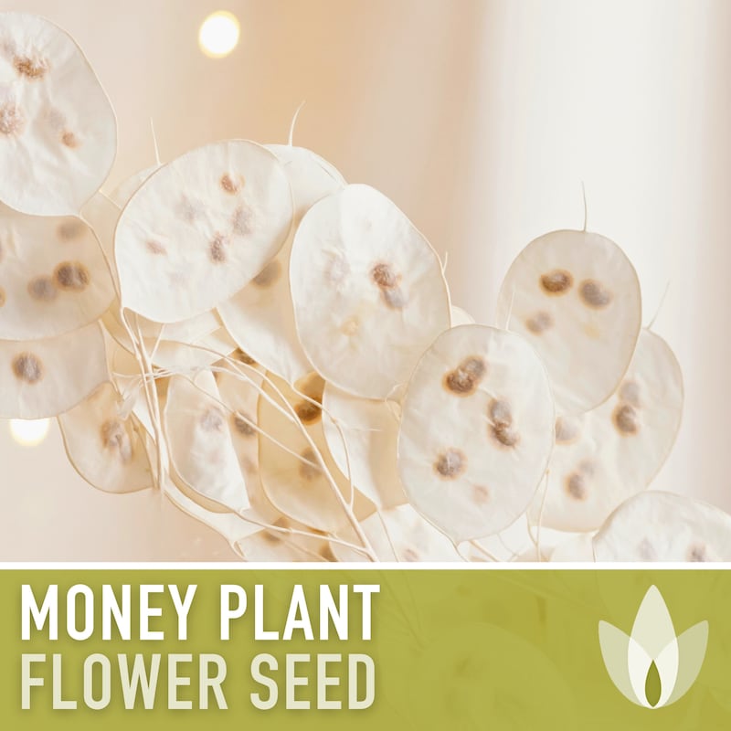 Chinese Money Silver Coin - Etsy