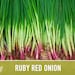 Ruby Red Onion Heirloom Seeds - Etsy