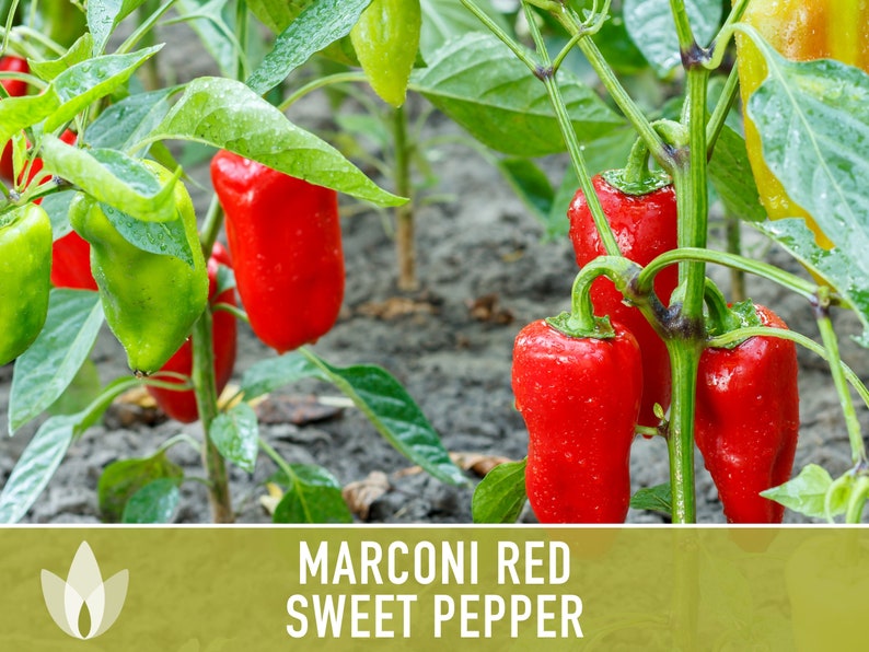 Marconi Red Sweet Pepper Heirloom Seeds - Etsy