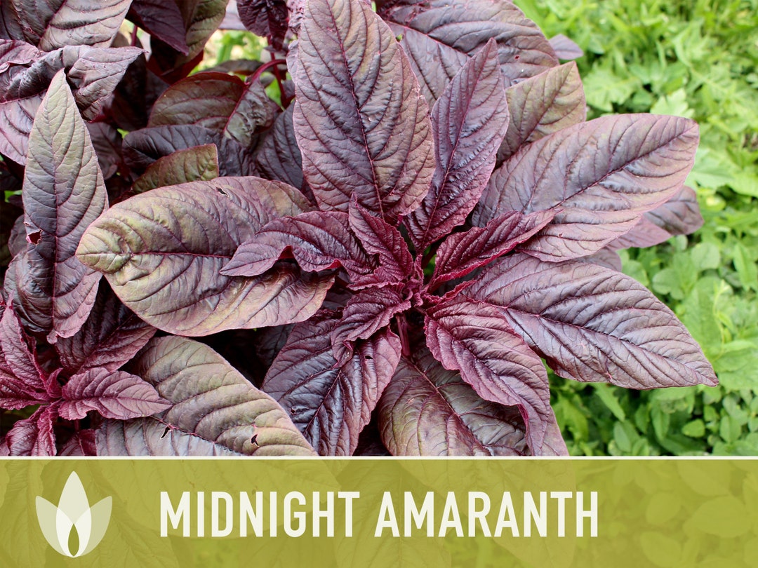Midnight Red Amaranth Seeds Heirloom Seeds, Salad Greens, Grain, Cut ...