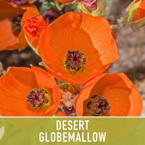 Desert Globemallow Seeds – Vivid Orange, Heirloom, Non-gmo (100 Seeds ...