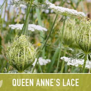 Queen Anne's Lace Seeds – Heirloom Wild Carrot, Pollinator Friendly - Etsy