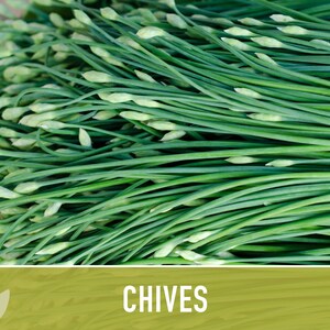 Chives Heirloom Herb Seeds - Etsy