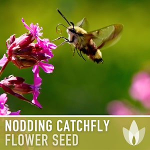Nodding Catchfly - 100 Seeds - Heirloom Flower Seeds, Drooping Catchfly ...