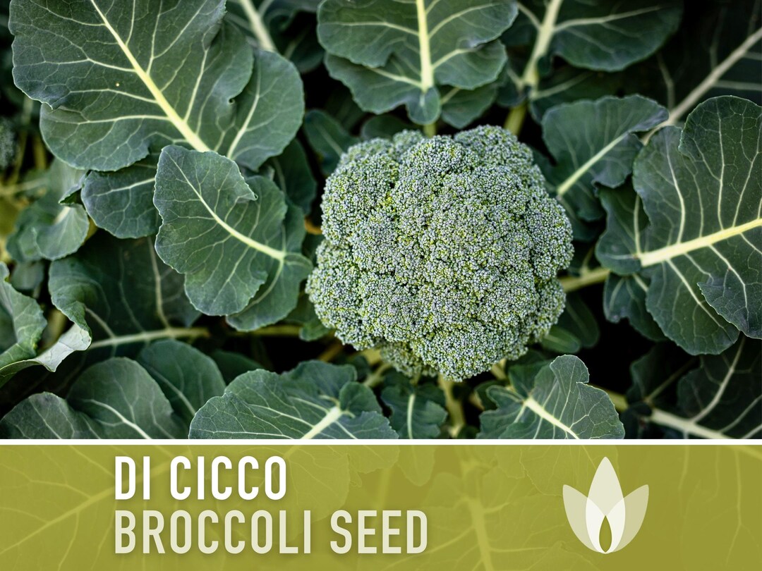 Di Cicco Broccoli Seeds - Heirloom, Organic, Non-gmo - Etsy