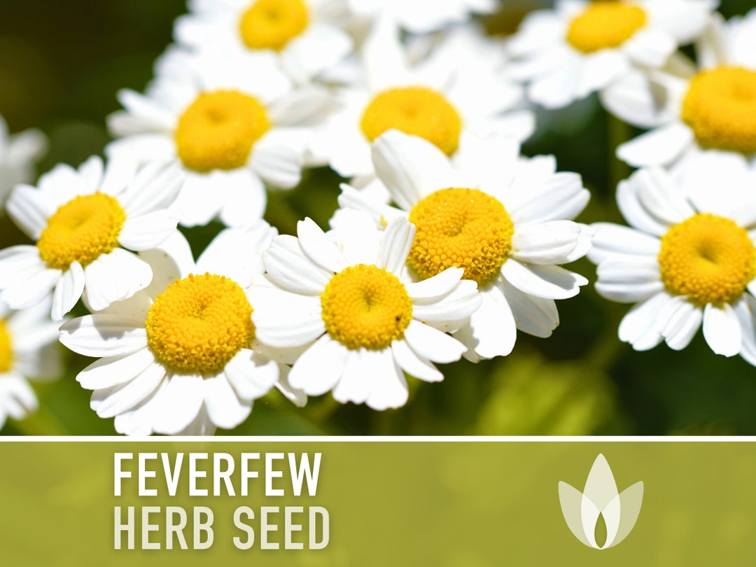 Feverfew Herb Seeds - Open Pollinated, Medicinal Tea - Etsy