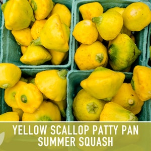 Yellow Scallop Patty Pan Summer Squash Seeds - Bush, Heirloom, Open ...