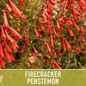 Firecracker Penstemon Flower Seeds - Heirloom Seeds, Beardtongue Seeds ...