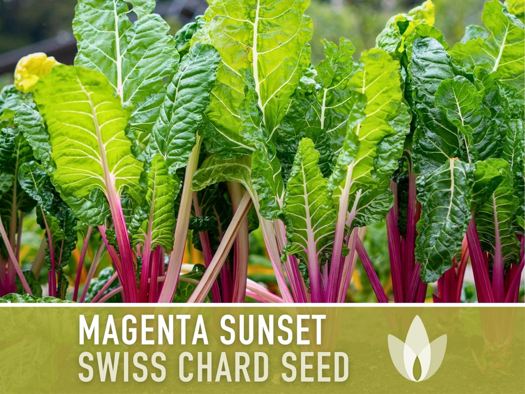 Magenta Sunset Swiss Chard Seeds - Heirloom Seeds, High Yield, Edible ...