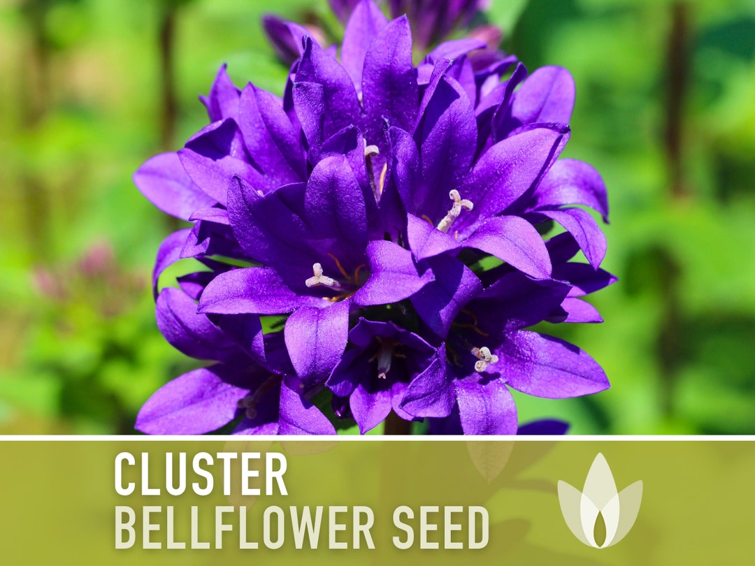 Cluster Bellflower Flower Seeds - Heirloom Seeds, Dwarf Bellflower ...