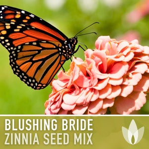 Zinnia, Blushing Bride Flower Seed Mix - Heirloom Seeds, Polar Bear ...