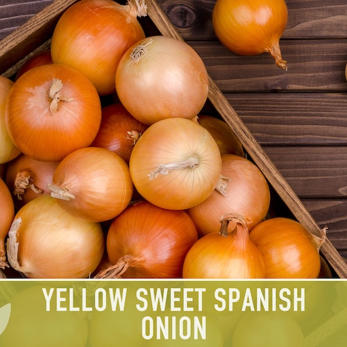 Yellow Sweet Spanish Onion Seeds Heirloom Root Vegetables - Etsy