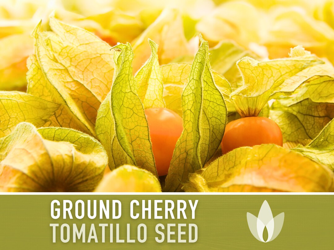 Tomatillo, Ground Cherry Husk Tomato Seeds - Cape Gooseberry, Heirloom ...