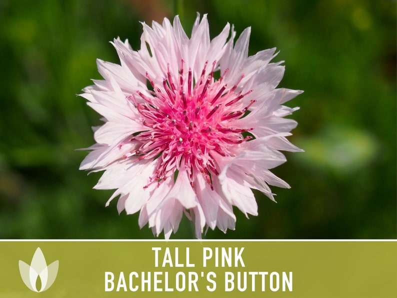 Bachelor's Button Tall Pink Flower Seeds Cornflower - Etsy