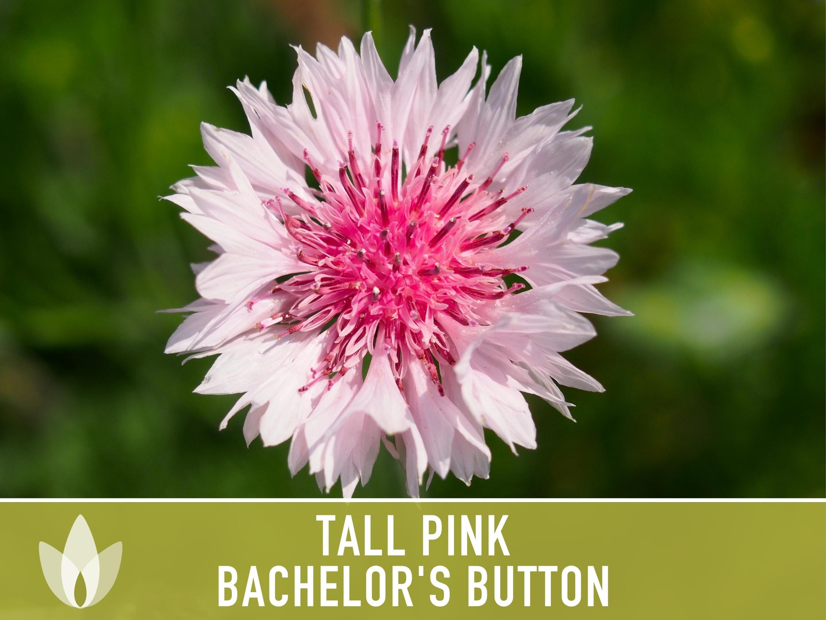 Pink Bachelor's Button Flower Seeds, Heirloom Cornflower, Edible ...