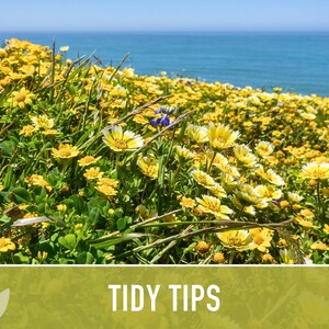 Tidy Tips Flower Seeds - Heirloom Seeds, Southwest Native Flower ...